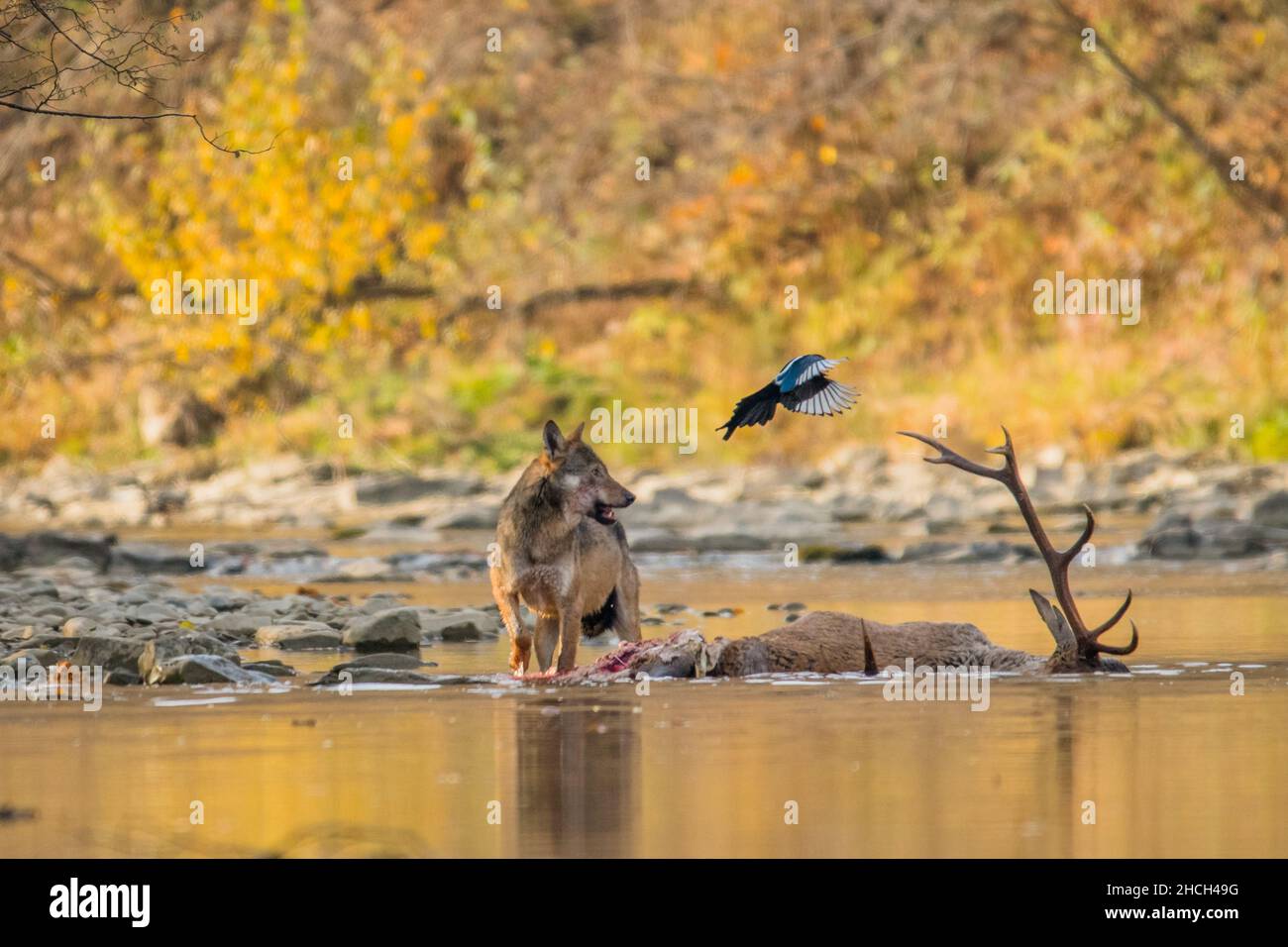 Wolf with deer hi-res stock photography and images - Alamy