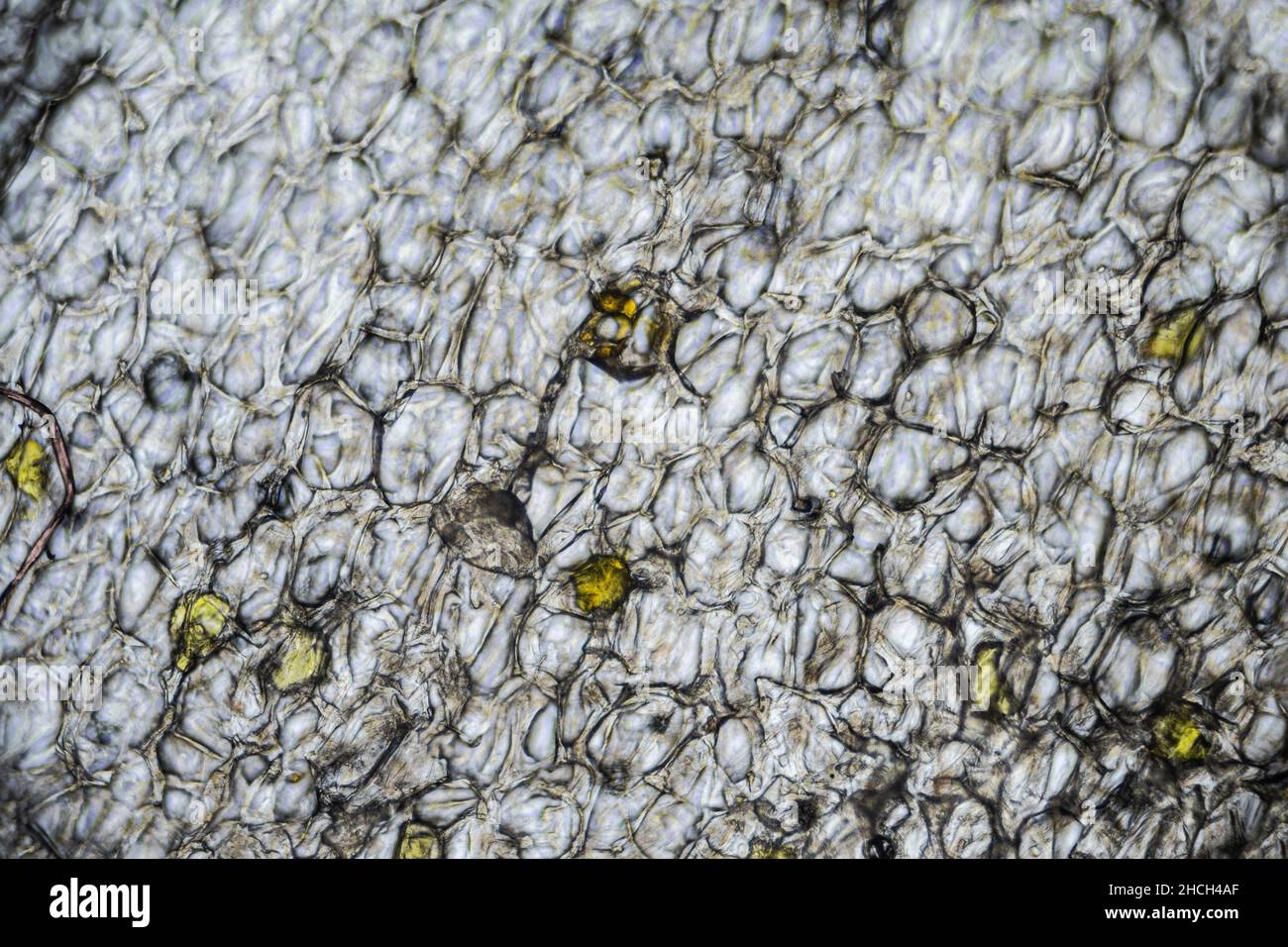 A ginger root under the light microscope with a magnification of 100 ...