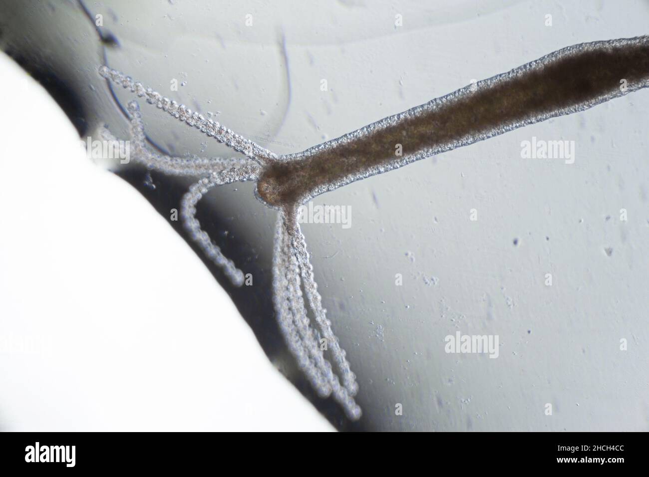 Hydra vulgaris under a light microscope, freshwater hydra taken from ...