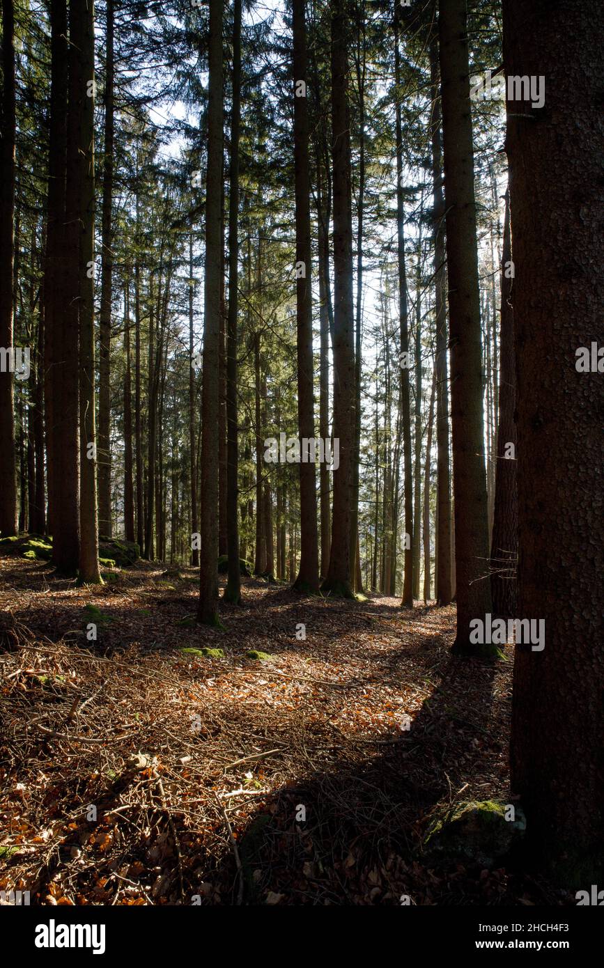 Im Fichtenwald unterhalb des Gsengetstein 5 Stock Photo - Alamy