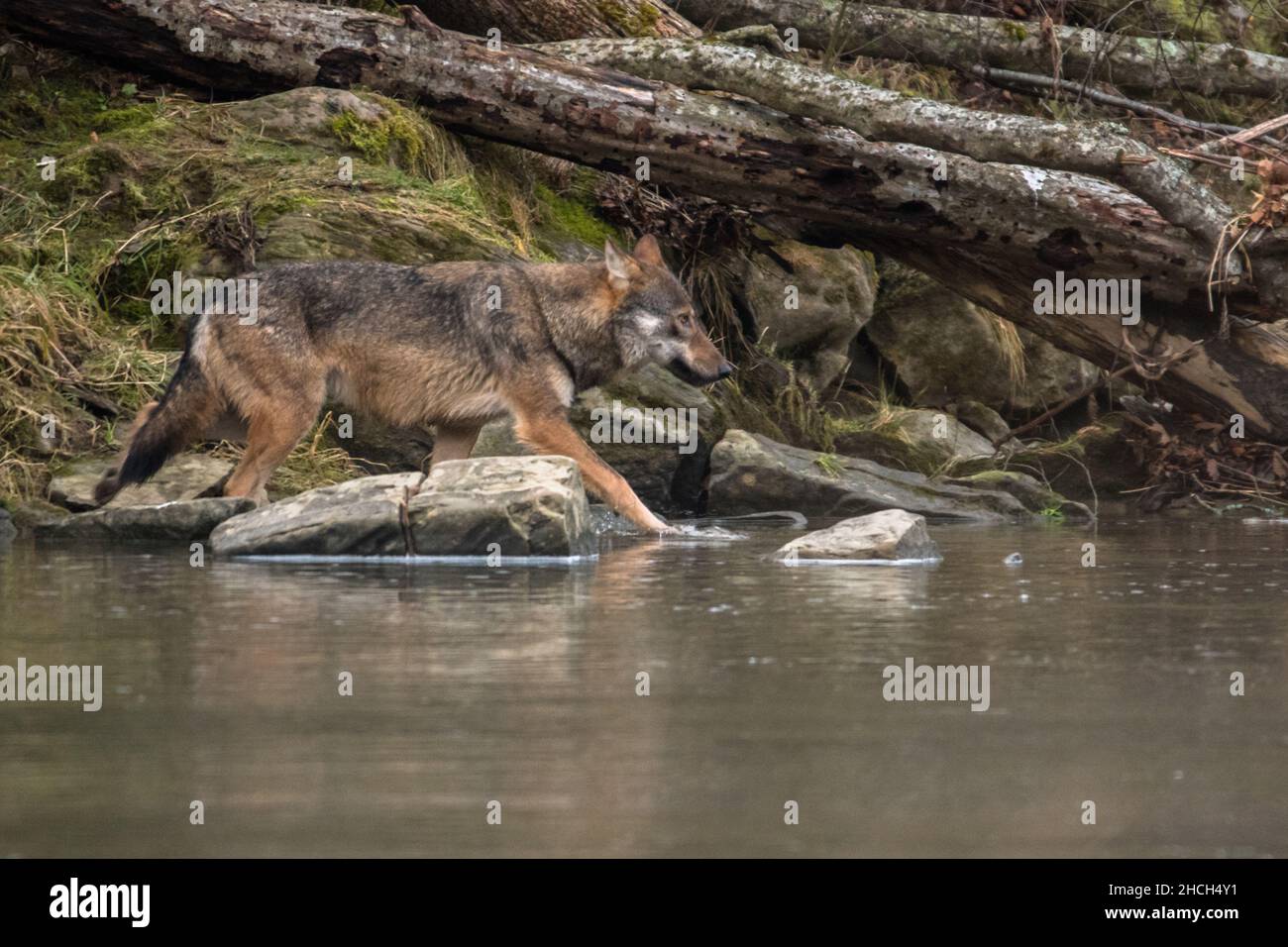 Grey Wolf, Canis lupus. Bieszczady, Carpathians, Poland Stock Photo - Alamy