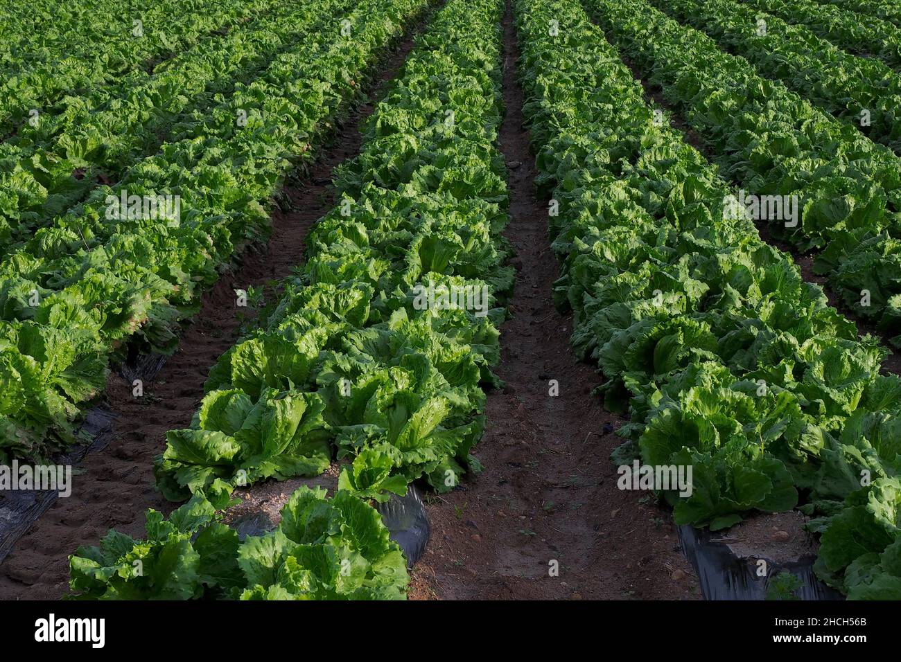 Row of lettuce hi-res stock photography and images - Alamy