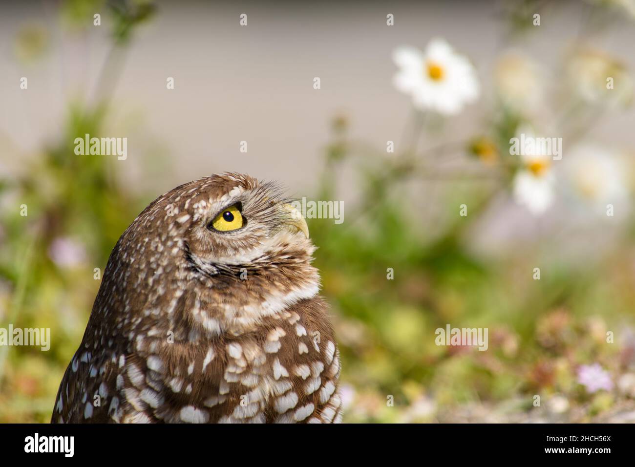 Burrowing animals hi-res stock photography and images - Alamy