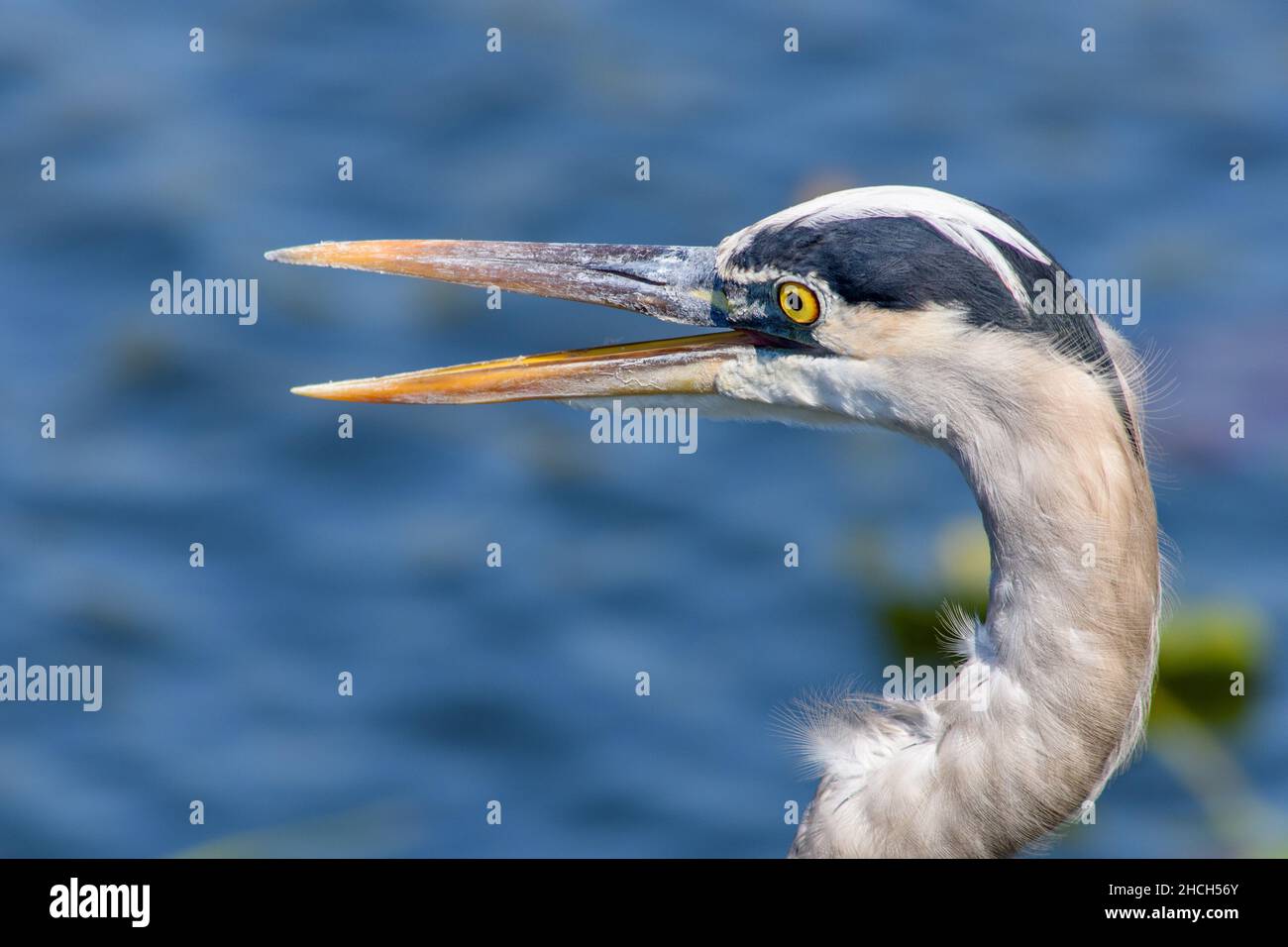 Great blue heron head shot hi-res stock photography and images - Alamy