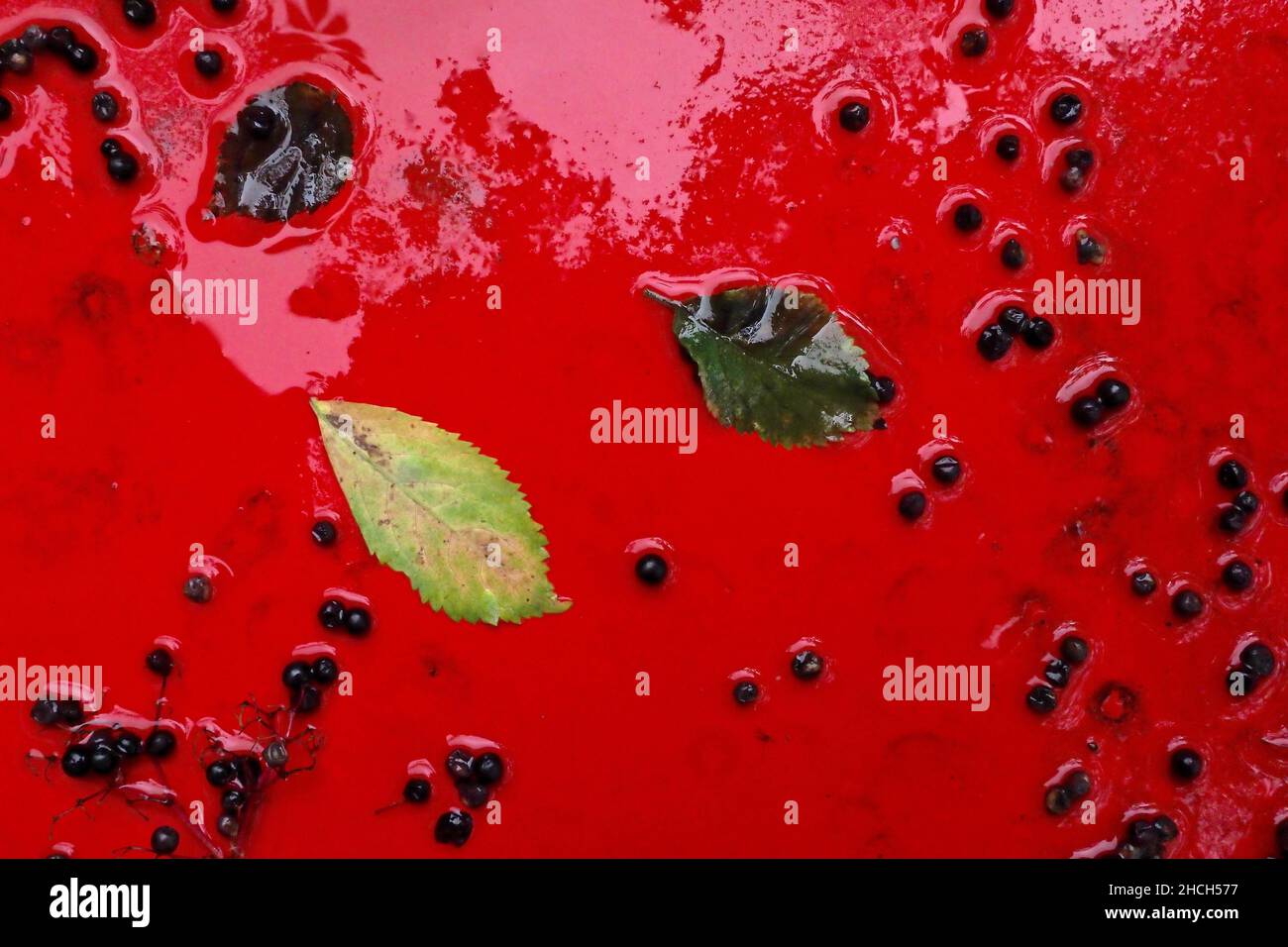 Rain on grapevine leaves hi-res stock photography and images - Alamy