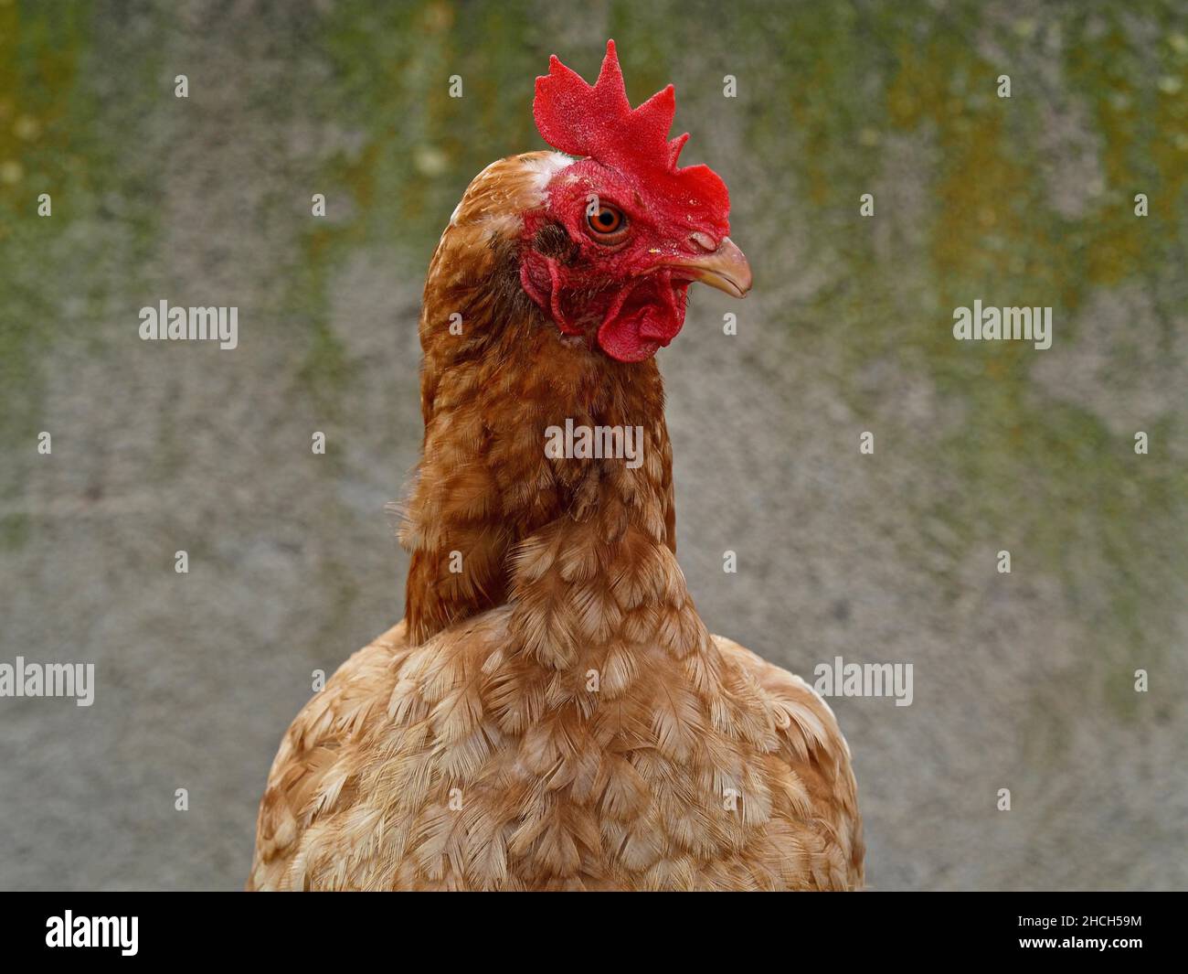 Head of Brown Chicken, portrait of Chicken Head Stock Photo - Alamy