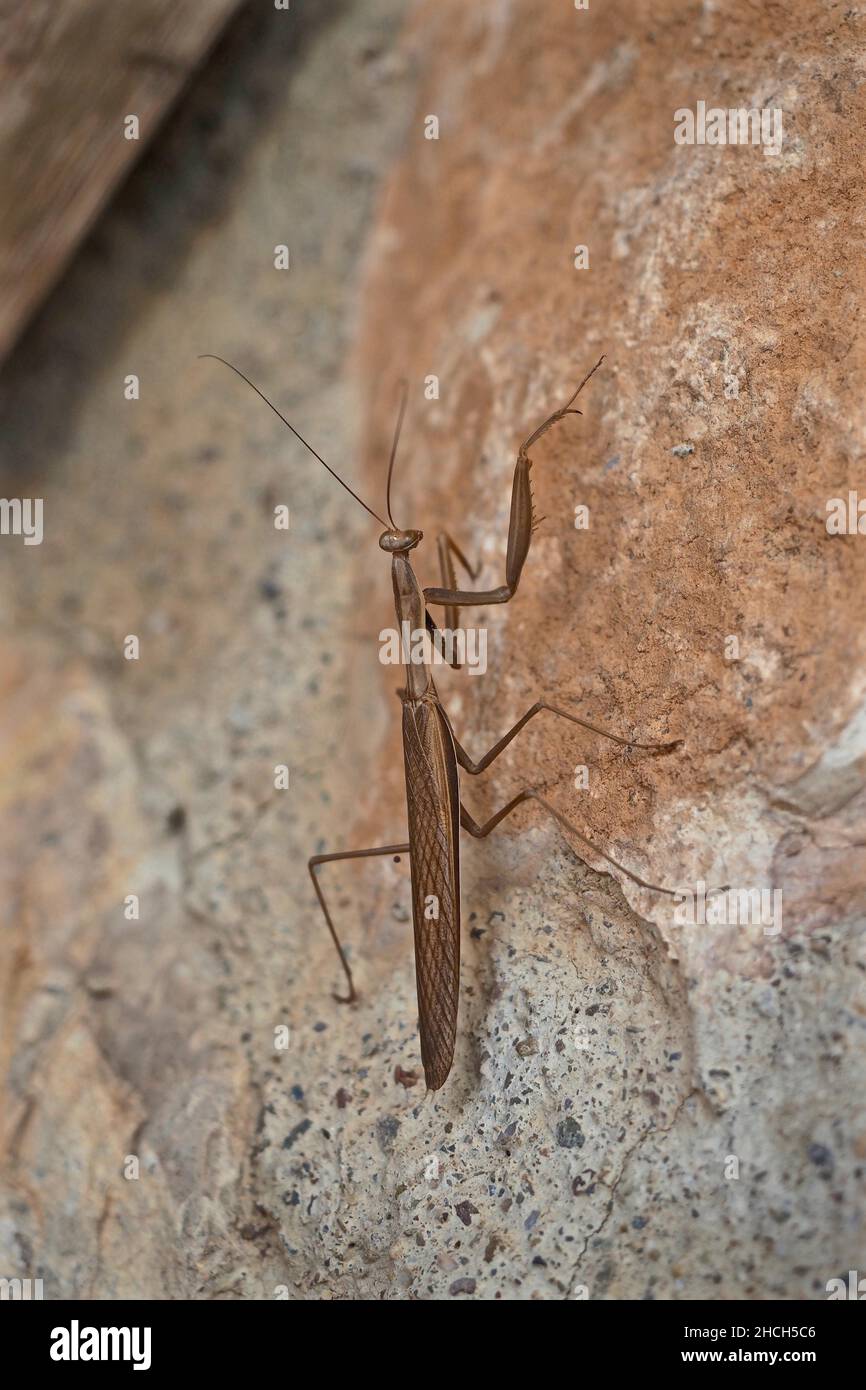 Praying mantis on a house wall made of natural stone Stock Photo - Alamy