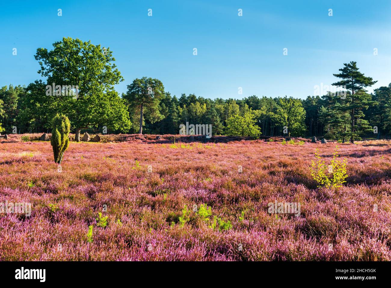 Typical heath landscape with flowering heather and juniper, Lueneburger ...