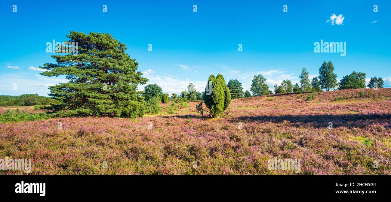 Typical heath landscape with flowering heather and juniper, Lueneburger ...