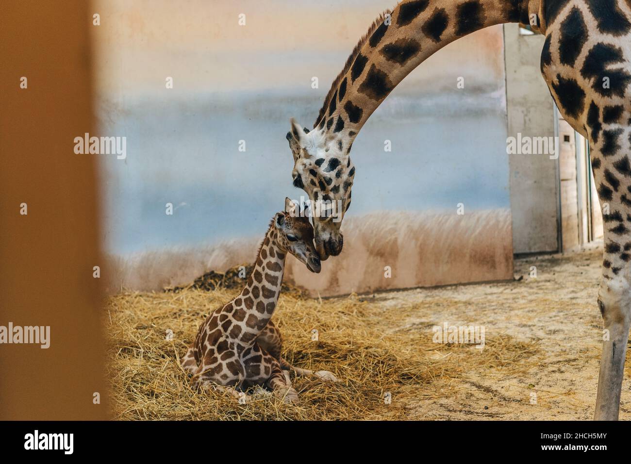 Baby giraffe and her giraffe mother Stock Photo - Alamy
