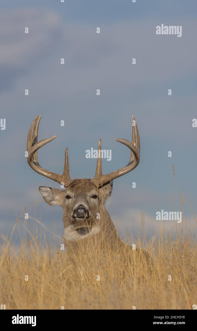 Whitetail Deer Buck Bedded During the Fall Rut in Colorado Stock Photo ...