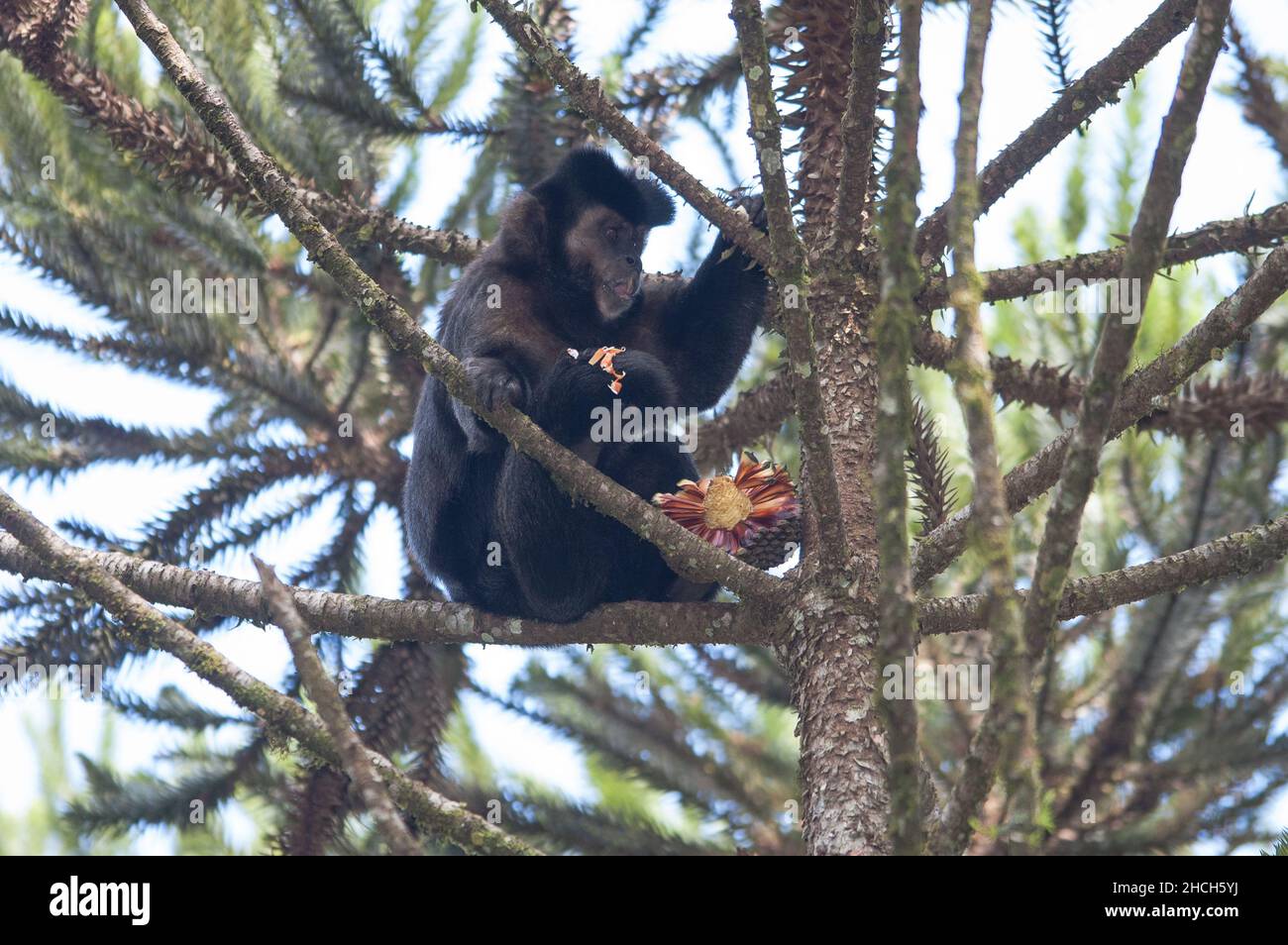 Black-capped capuchin eating Stock Photo - Alamy