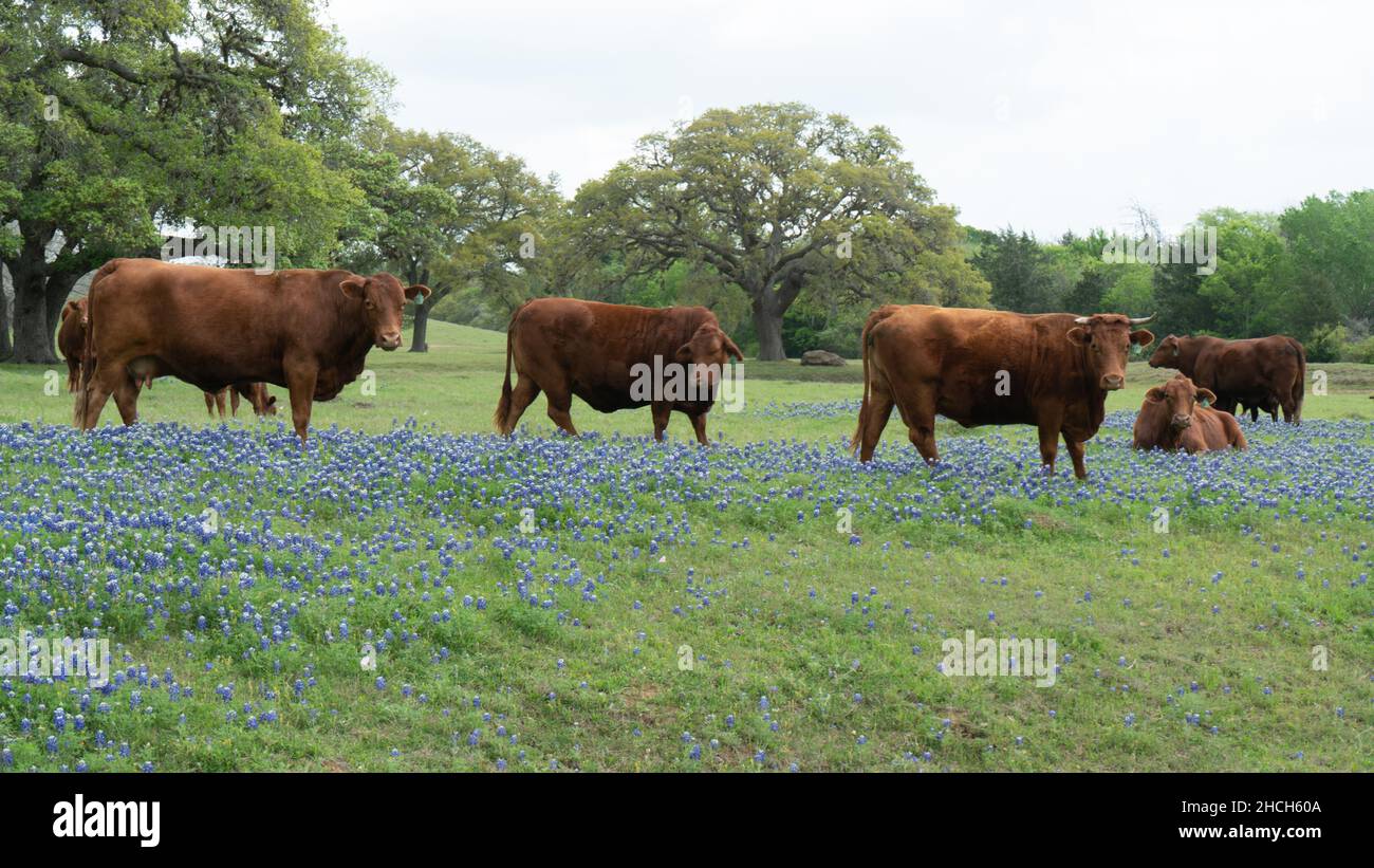 Dubina hi-res stock photography and images - Alamy