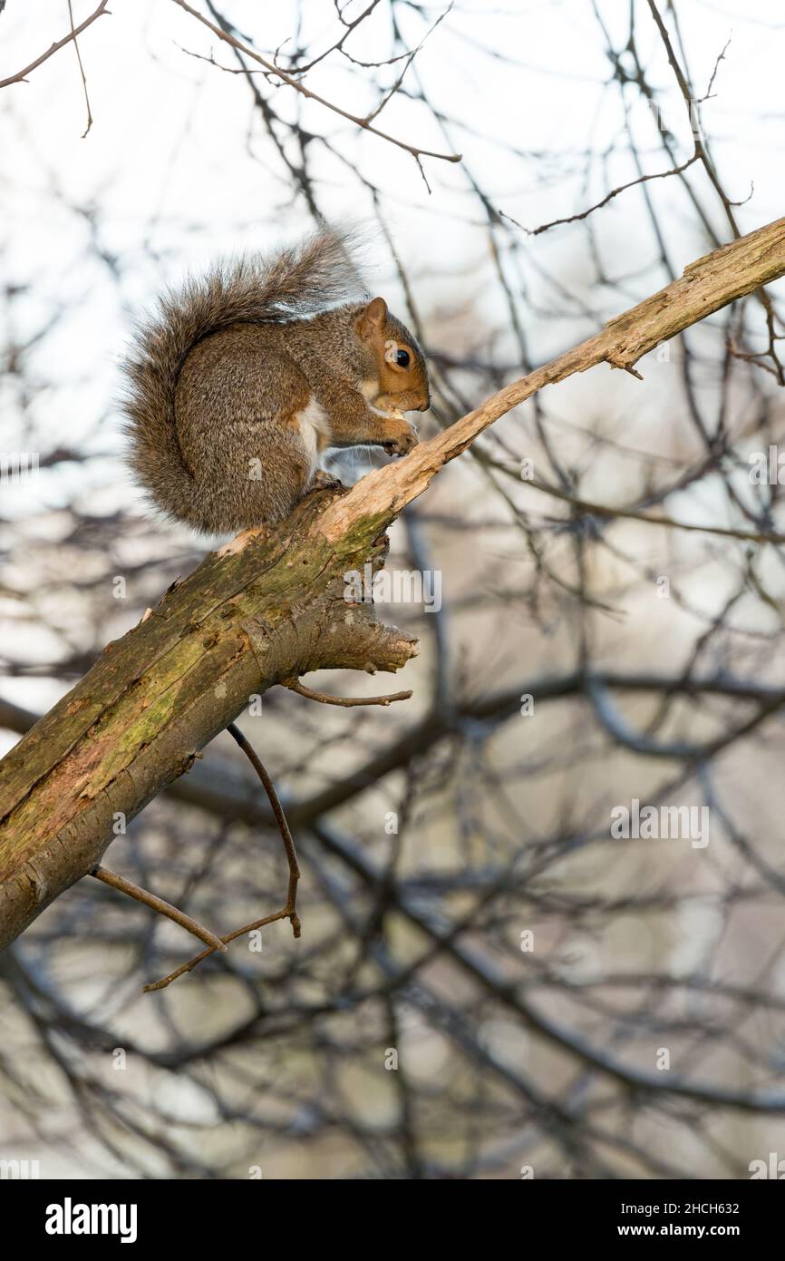 Squirrel tree animal wildlife hi-res stock photography and images - Alamy