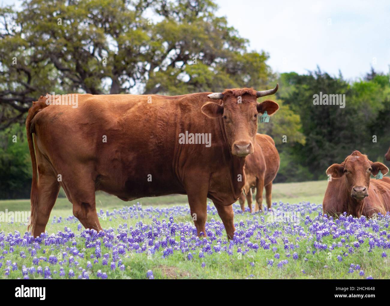 Dubina Cattle and Bluebonnets Stock Photo - Alamy
