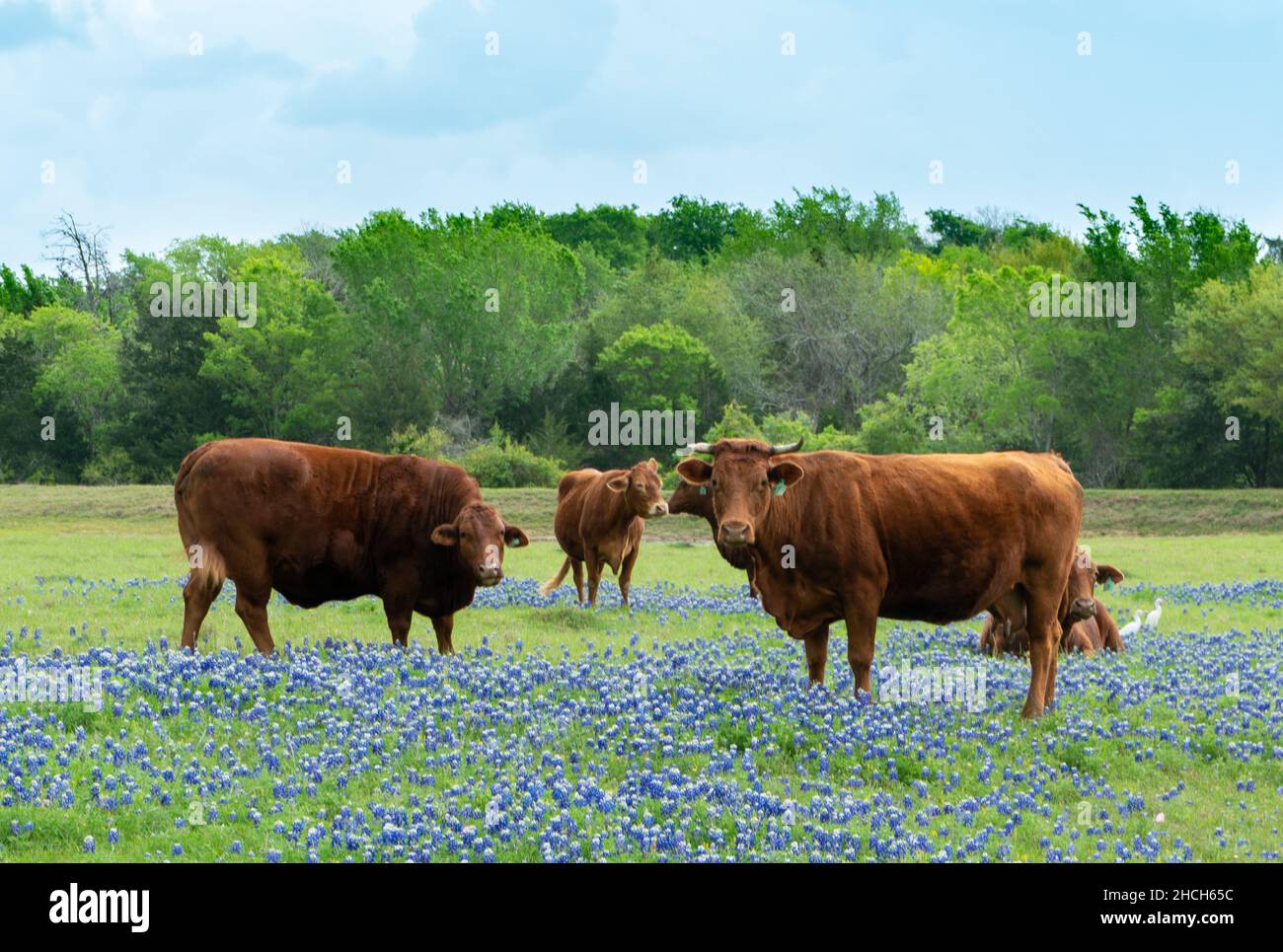 Dubina Cattle and Bluebonnets Stock Photo - Alamy