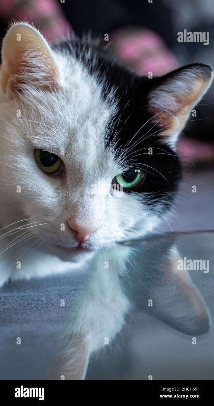 Black and white cat with reflections Stock Photo - Alamy