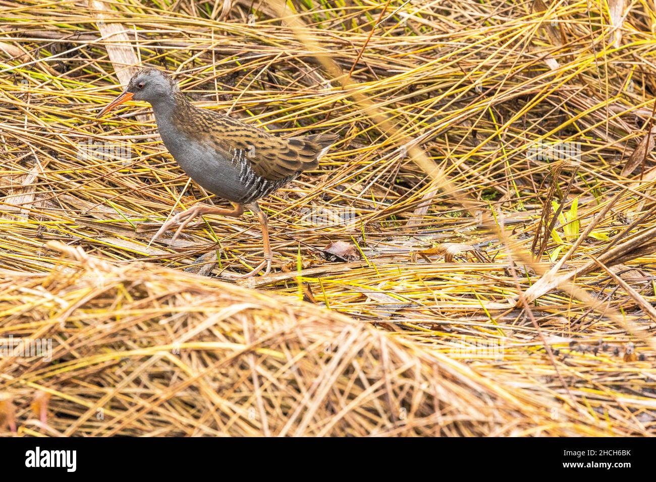 Wetland wildlife habitat hi-res stock photography and images - Alamy