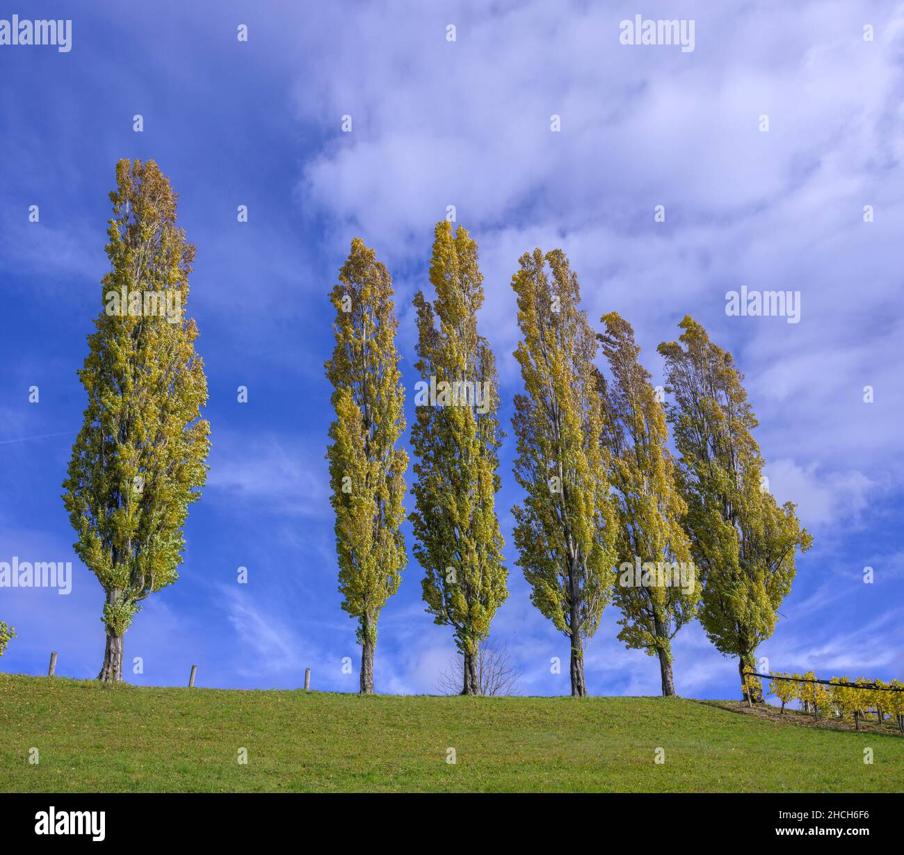 True lombardy popla hi-res stock photography and images - Alamy