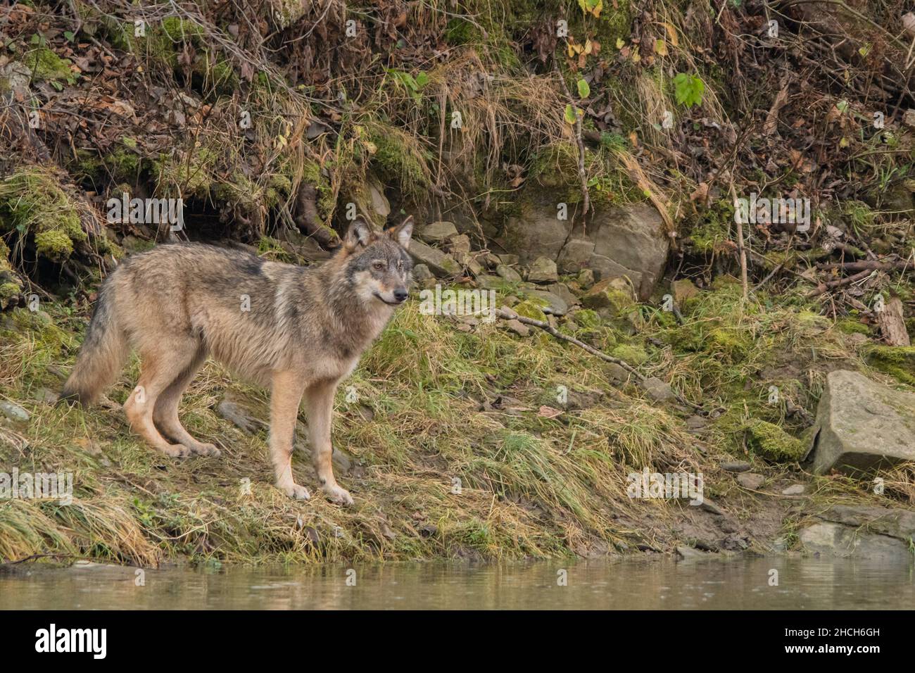 Red wolves habitat hi-res stock photography and images - Alamy