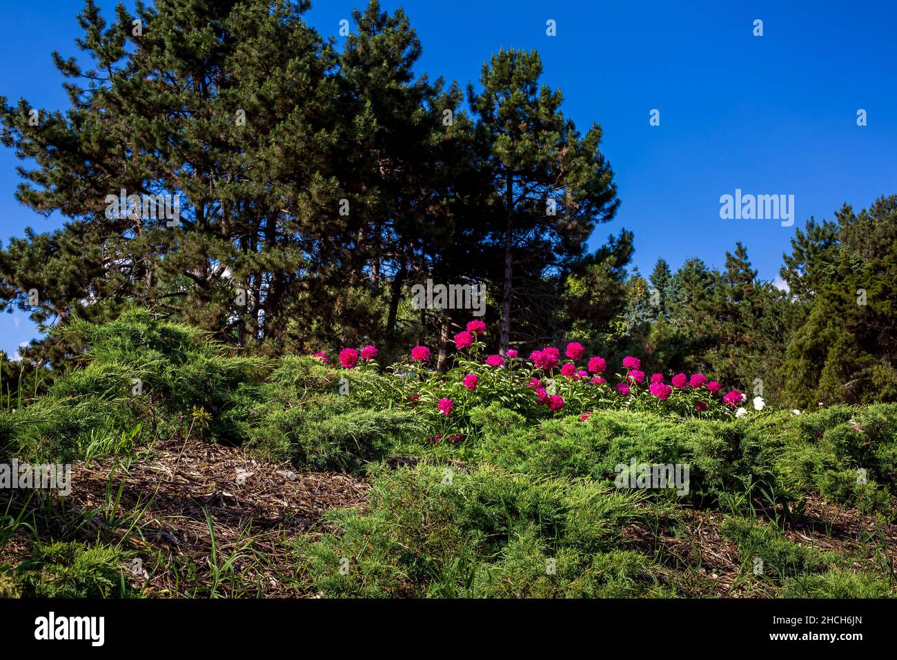 Flower bed with peony blossoms on a hill with evergreen thuja bushes ...