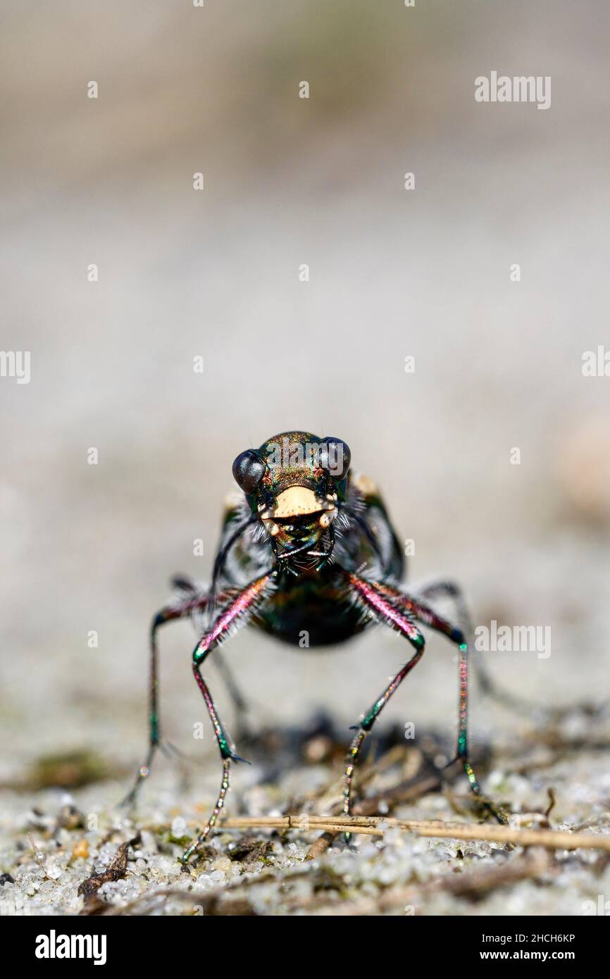 Dune Sand Beetle, northern dune tiger beetle (Cicindela hybrida), Wesel ...