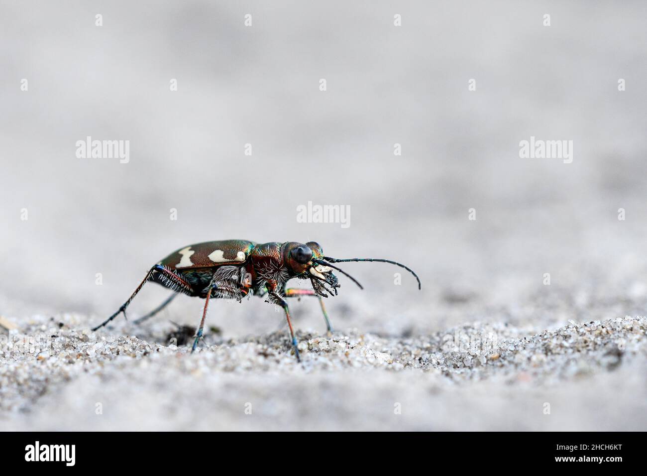 Dune Sand Beetle, northern dune tiger beetle (Cicindela hybrida), Wesel ...