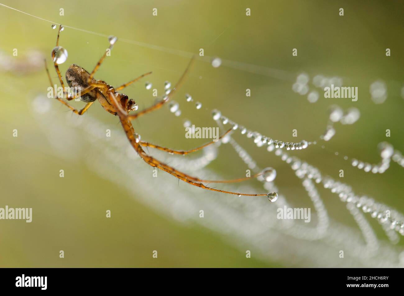 Canopy spider hi-res stock photography and images - Alamy
