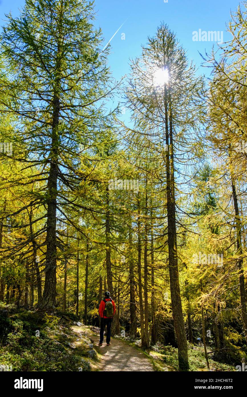 Larch forest, Schwemmalm hiking area, Ulten Valley, South Tyrol, Italy ...