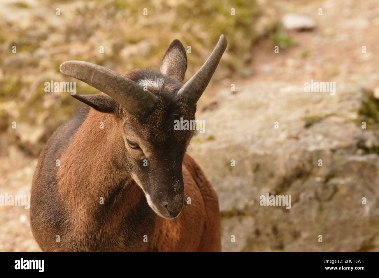 Junges mannchen hi-res stock photography and images - Alamy
