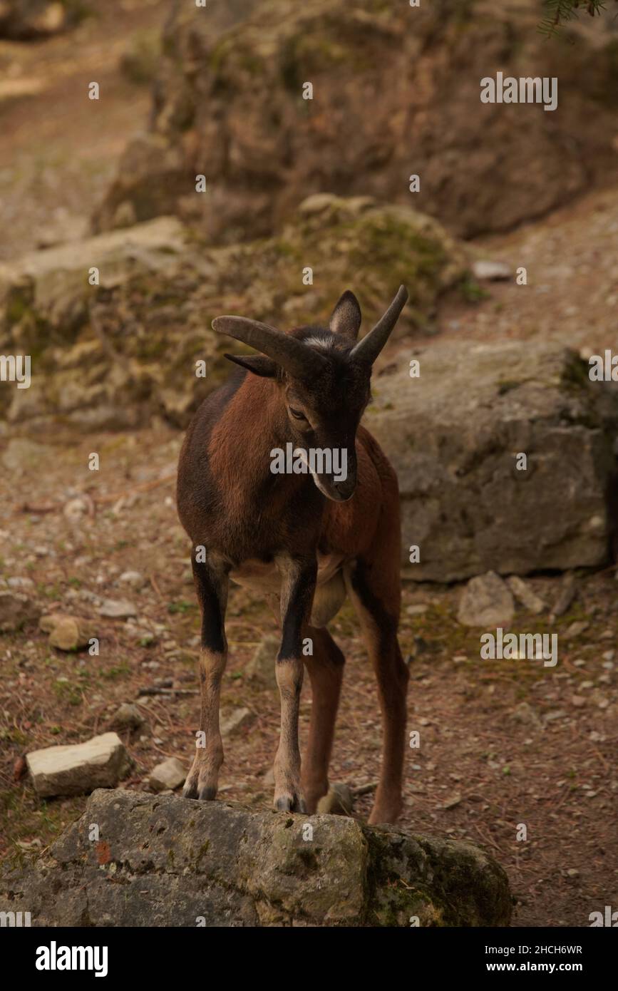 Junges mannchen hi-res stock photography and images - Alamy