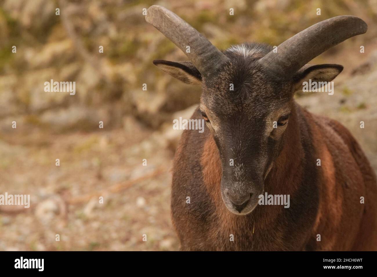 Mufflon hi-res stock photography and images - Alamy