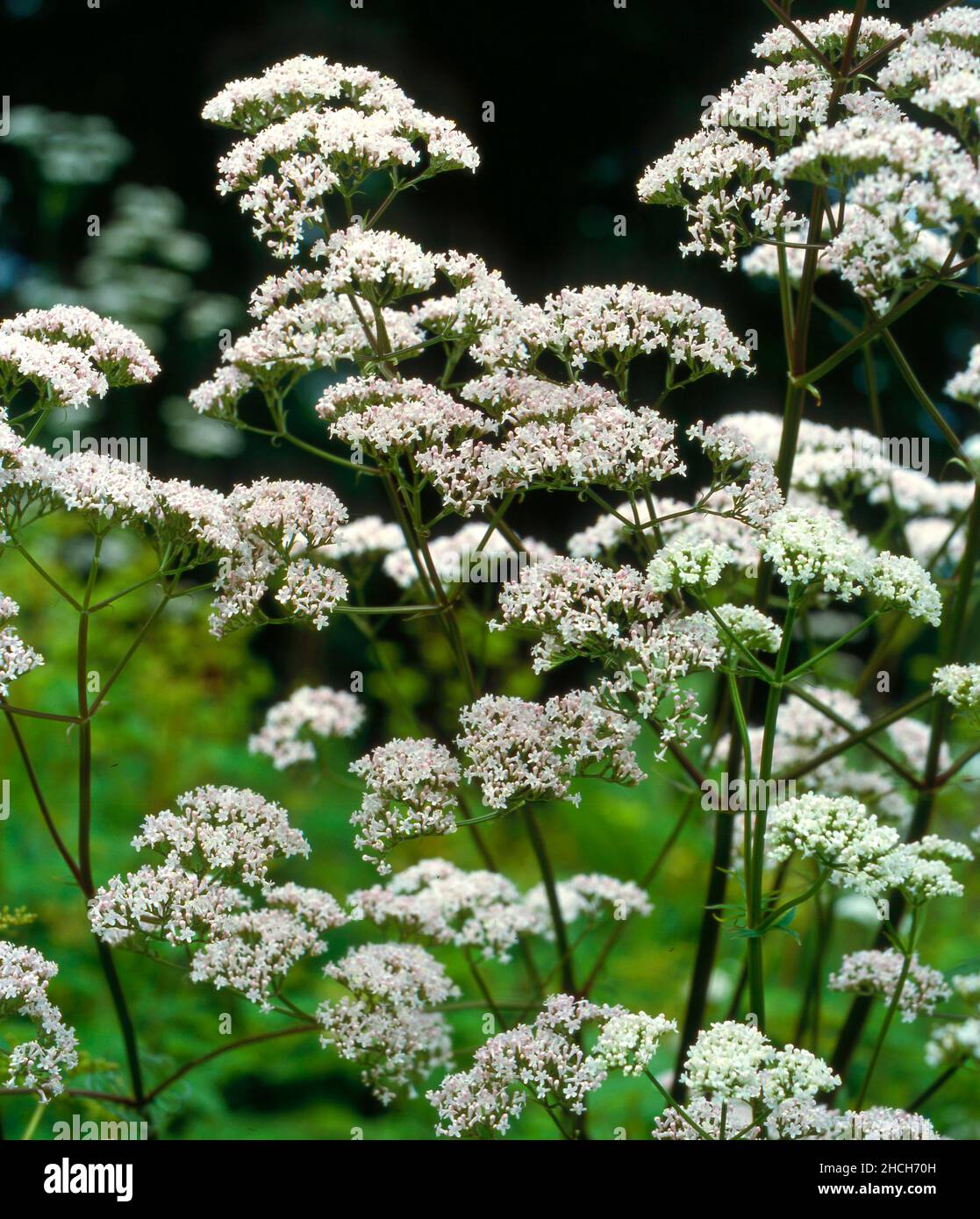 True Valerian (Valeriana officinalis Stock Photo - Alamy