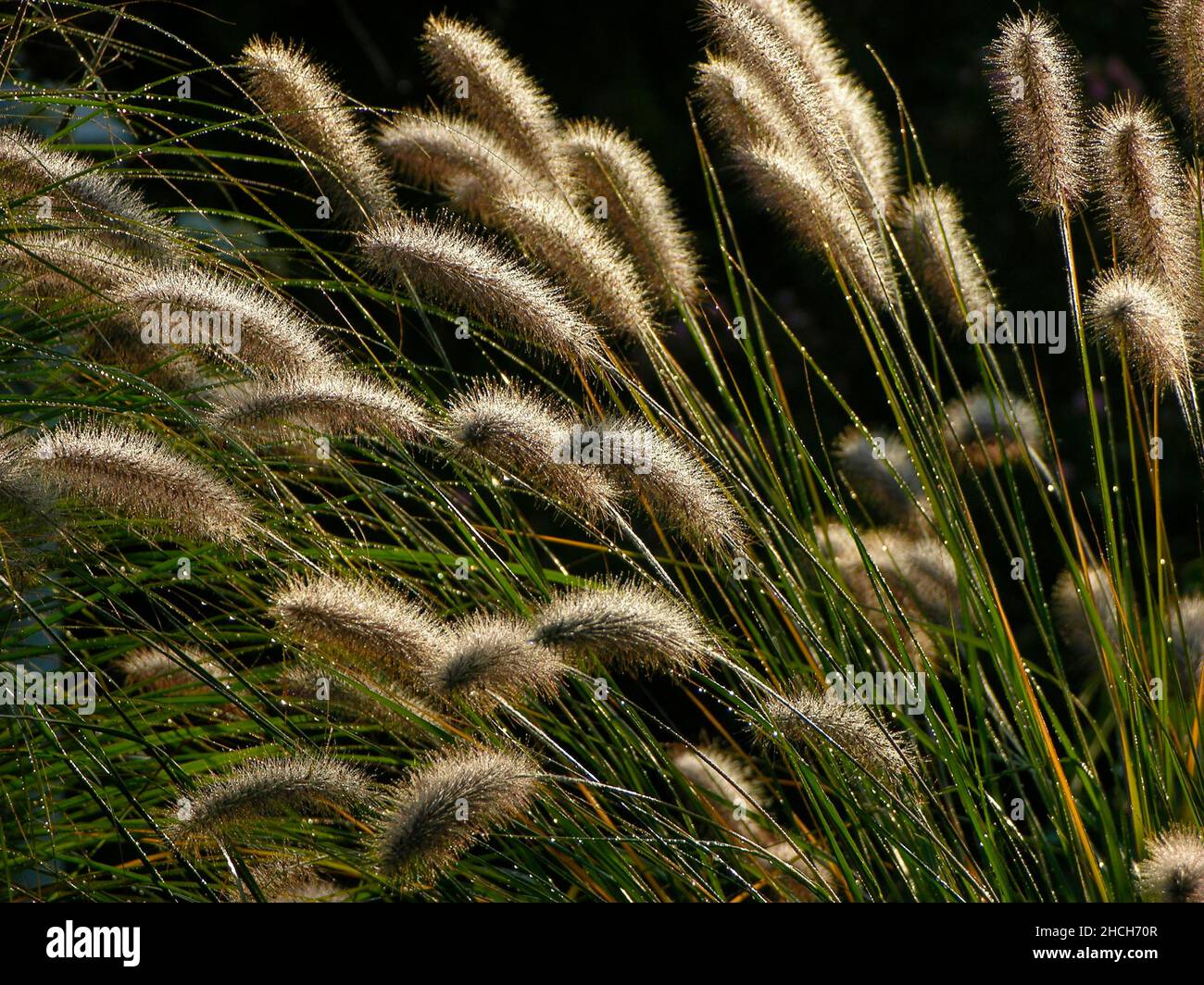 Lamplighter Grass dwarf fountain grass (Pennisetum alopecuroides Stock ...