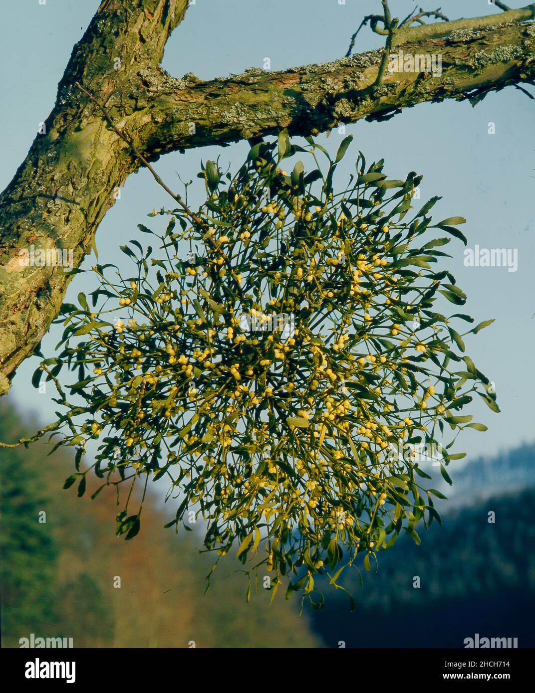 Medicinal mistletoe hi-res stock photography and images - Alamy