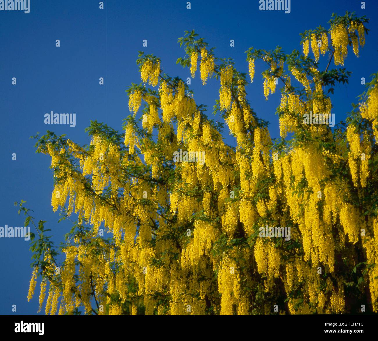 Golden chain (Laburnum) x watereri Stock Photo - Alamy