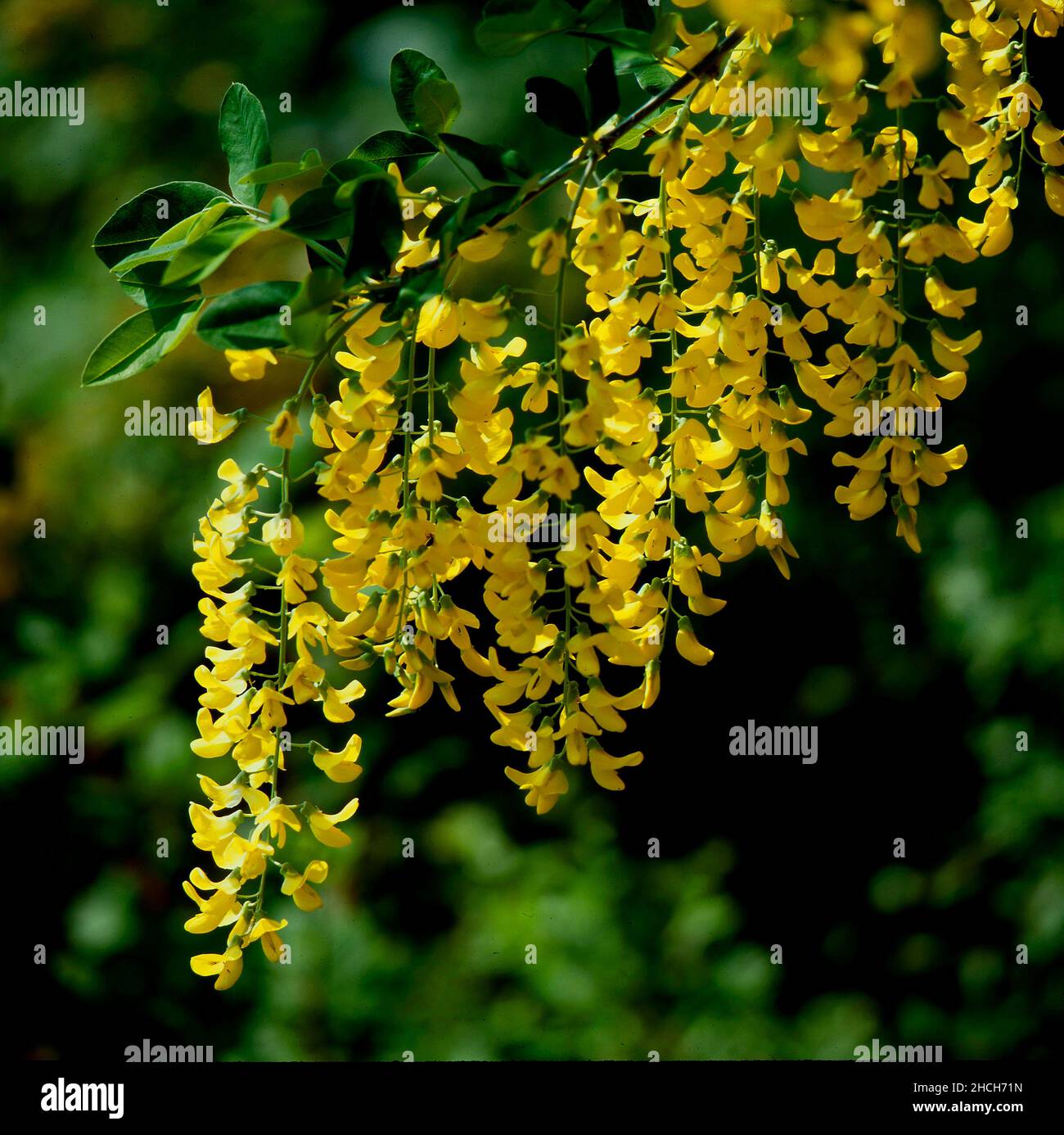 Golden chain (Laburnum) x watereri Stock Photo - Alamy