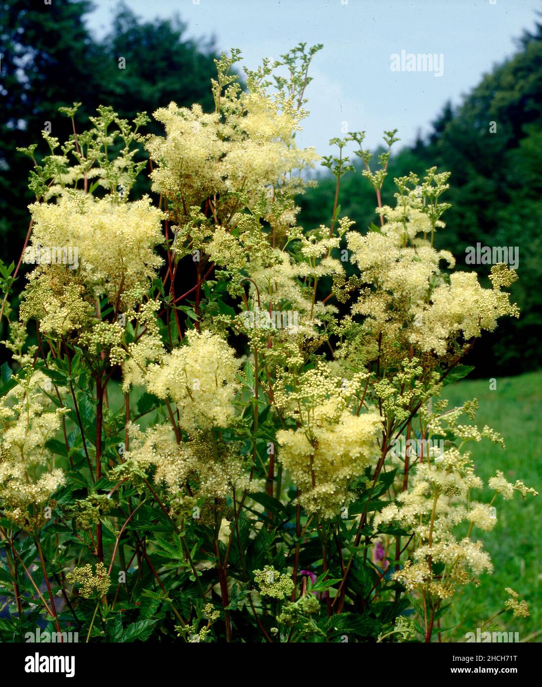 Meadowsweet (Filipendula ulmaria Stock Photo - Alamy