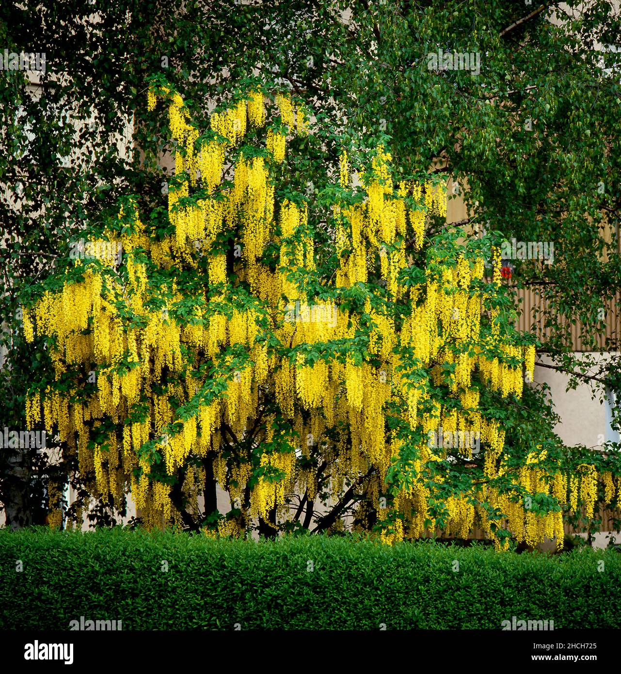 Common laburnum (Lauburnum x watereri), golden rain, bean tree, gold ...