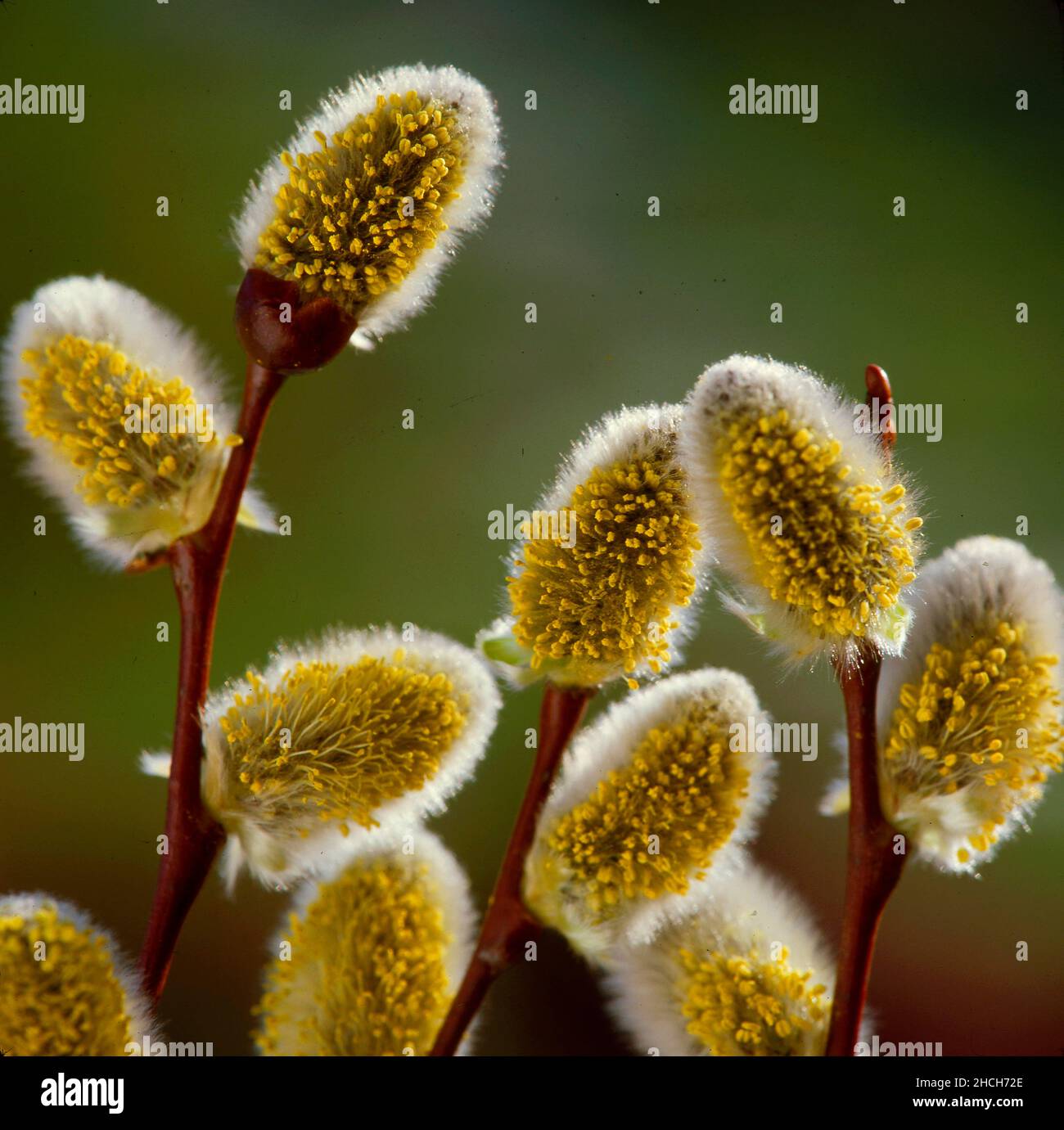 Catkin, goat willow (Salix caprea Stock Photo - Alamy