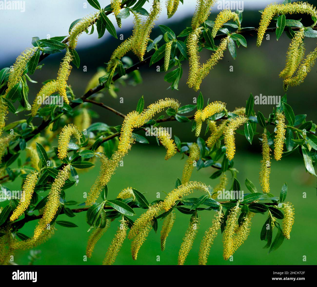 Silver willow (Salix) flowering alba Stock Photo - Alamy