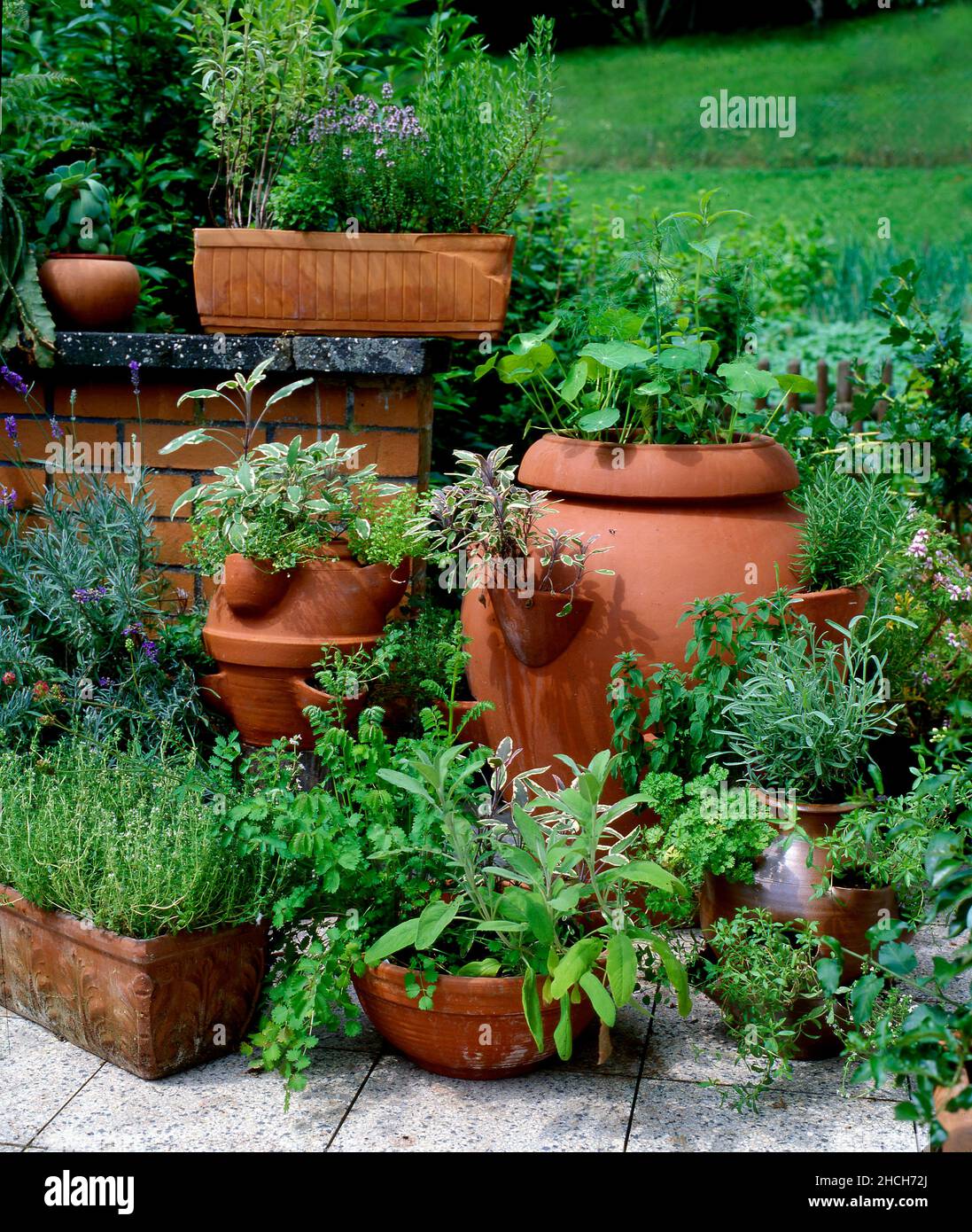 Herbs in pots Stock Photo - Alamy