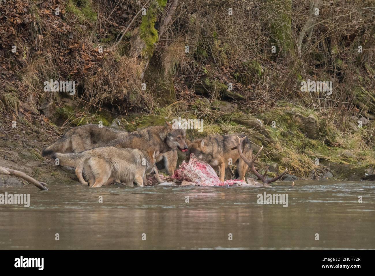 The Wolves eating a deer. Bieszczady Mountains, Carpathians, Poland ...