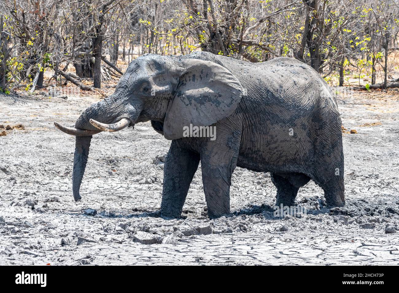 African elephant (Loxodonta africana), during mud bath against ...
