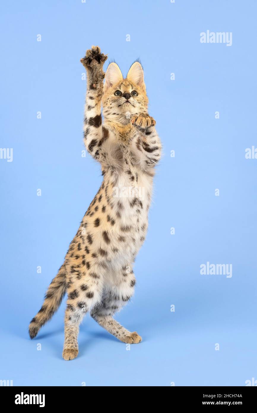 Serval (Leptailurus serval), standing on 2 legs, juvenile, 17 weeks ...