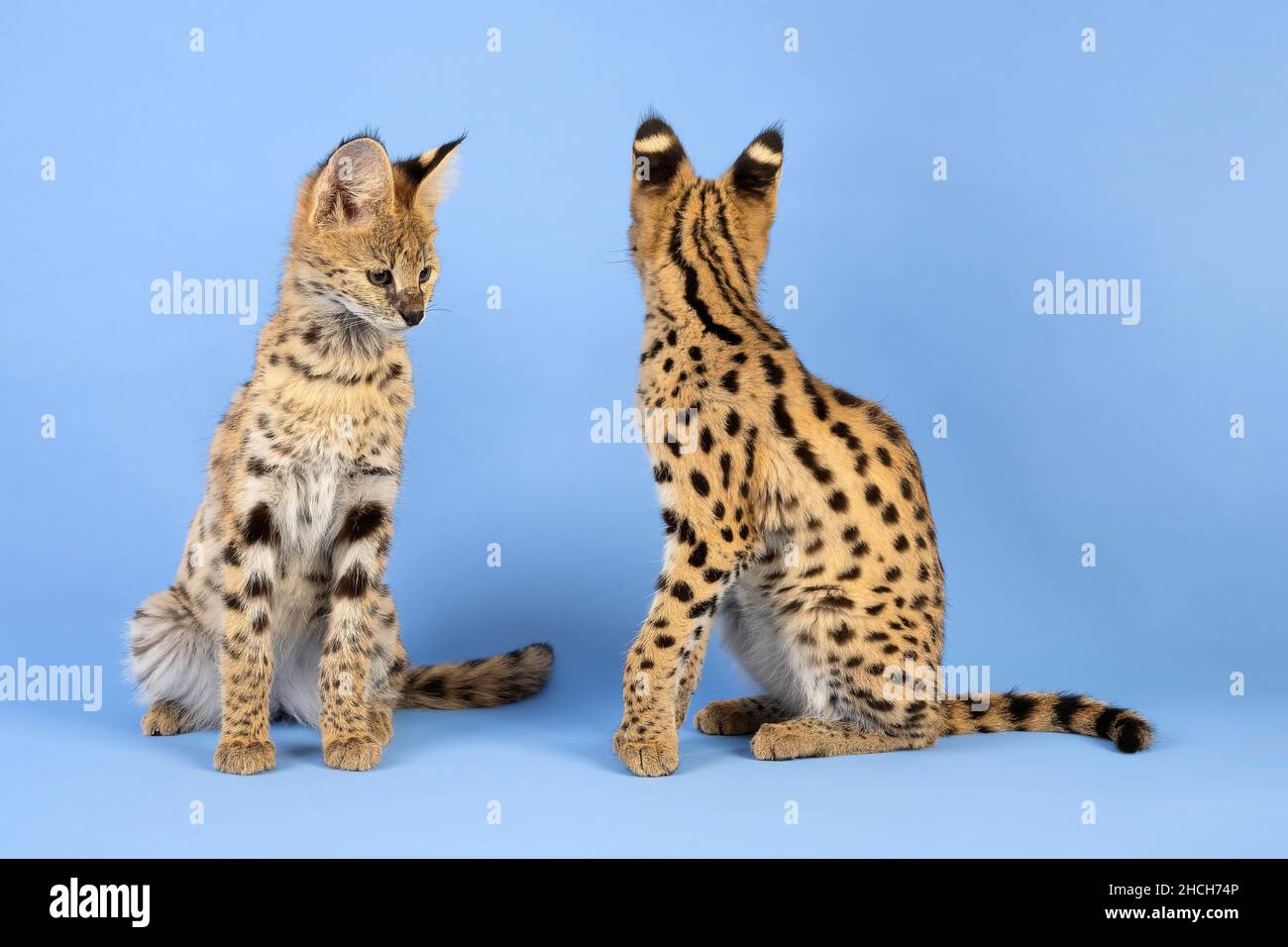 Serval (Leptailurus serval), 2 juveniles, front and back view, each ...