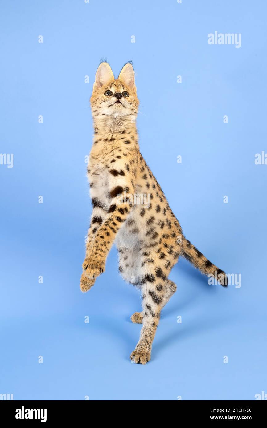 Serval (Leptailurus serval), juvenile, standing on 2 legs, 17 weeks ...