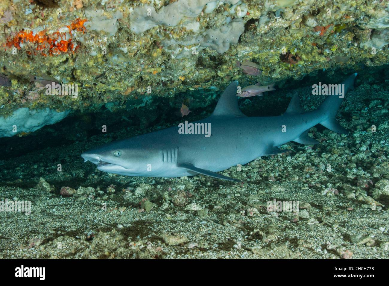 Whitetip reef shark (Triaenodon obesus) hides under rock overhang ...