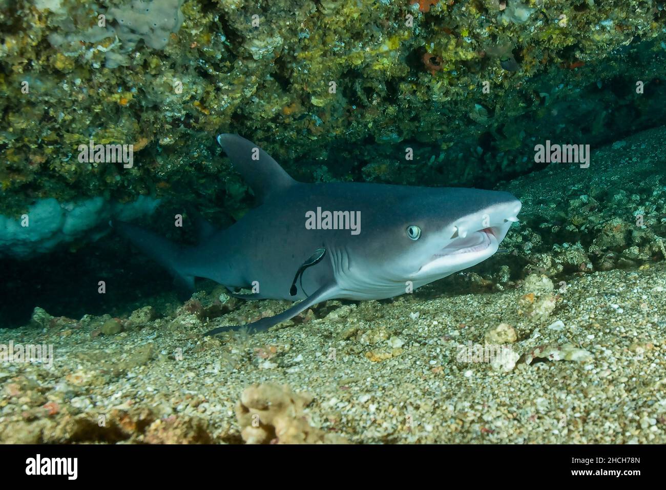 Whitetip reef shark (Triaenodon obesus) opens mouth hides lies under ...