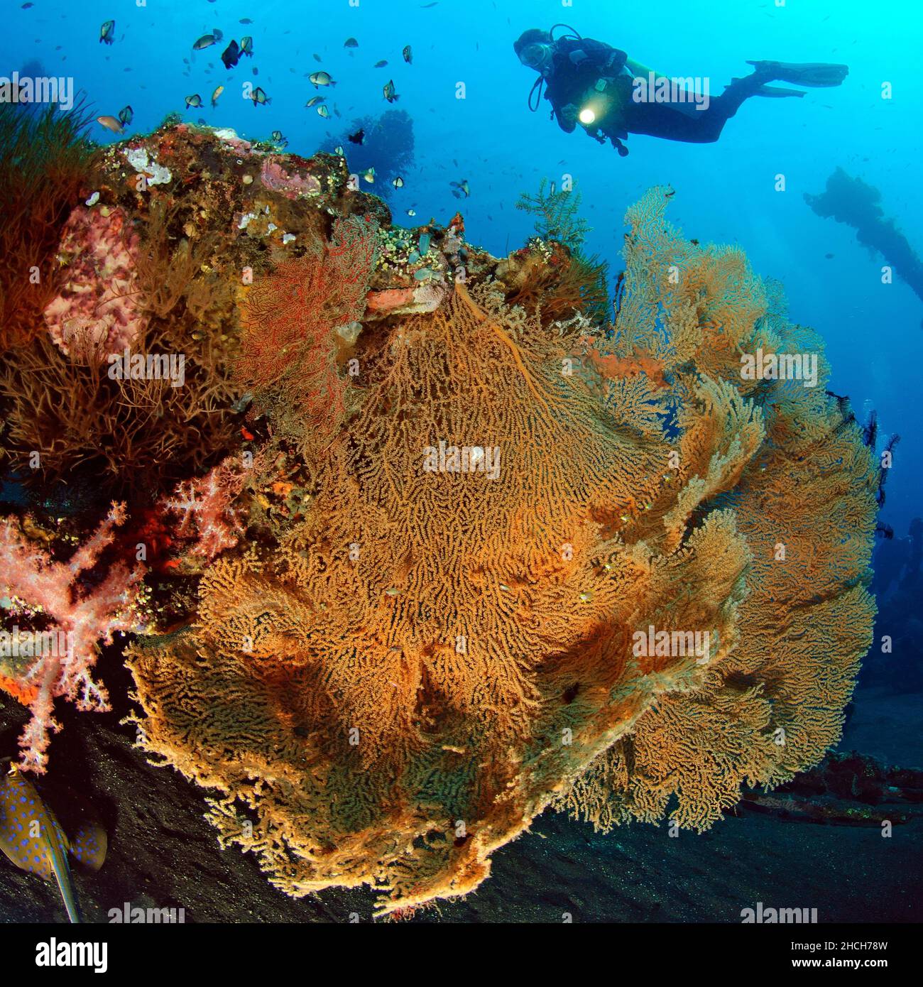 Diver looking at illuminated large giant sea fan (Annella mollis) horn ...